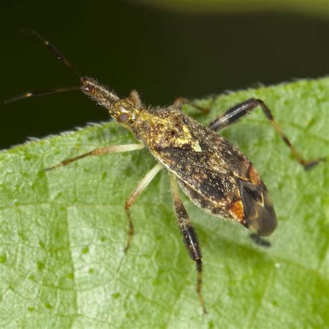 Plant Bug Img 1145 Neurocolpus Bugguide Net