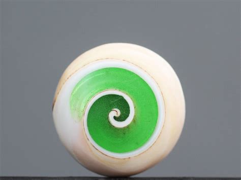 Fossilized Snail Etsy