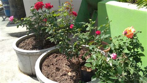 วิธีปลูกกุหลาบในวงบ่อซีเมนต์ ปลูกแบบไหนให้ดอกดก ต้นโตไว Youtube