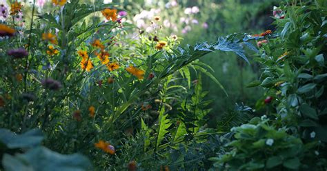 Garden Design Nested Plant Studio
