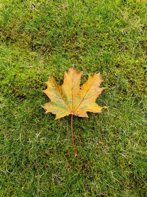 Maple Leaf Stock Image Image Of Green Sign Canada 130105497