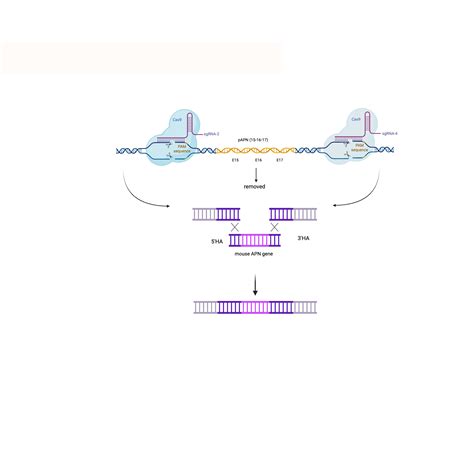 Generation Of Chimeric Recombinant Dna Using Crispr Cas9 System