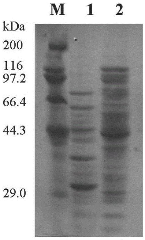 Method For Screening Beta Glucosaccharase Gene From Mildewed Sugarcane Leaves Based On
