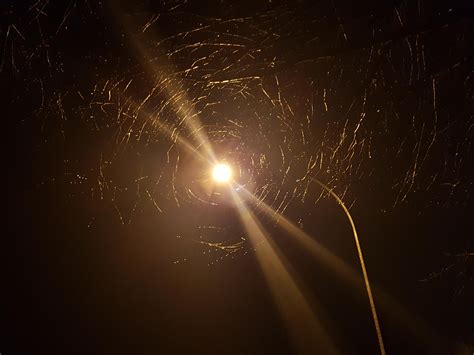 The Way The Light Catches These Naked Tree Braches R Mildlyinteresting