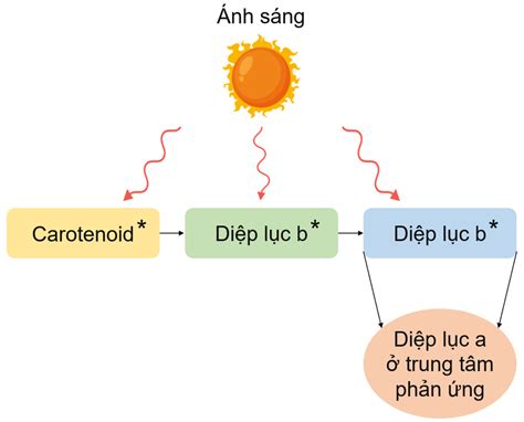 Quang H P Th C V T Olm