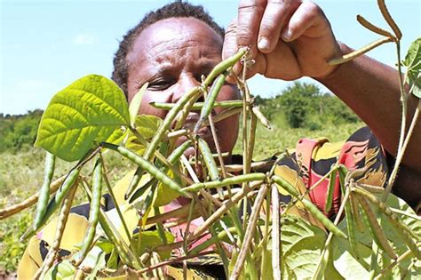 Tim Mwangi On Linkedin Why Growing Ndengu Without A Licence Will Cost You Sh1 Million