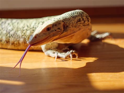 Mighty Dragon Rmonitorlizards