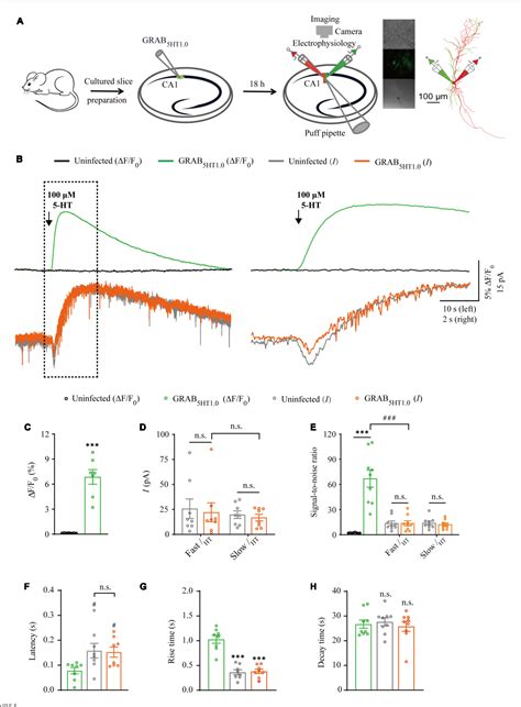 Figure 5 From Comparison Of Fluorescence Biosensors And Whole Cell Patch Clamp Recording In