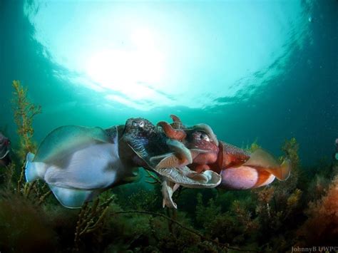 Cuttlefish Mating Australian Photography