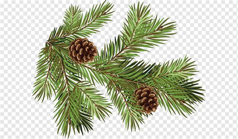Картинка ветка сосны с шишкой на прозрачном фоне