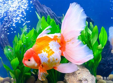 金鱼怎么养？关键的这6点你知道？其实养金鱼也不简单 知乎
