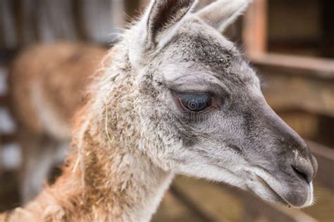 Bright Adult Lama Looks Aside Stock Photo Image Of Fauna Isolated
