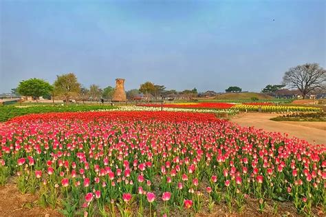 “역사 속 봄꽃 정원”… 경주 첨성대 튤립·유채꽃 뚜벅이 코스 총정리 여행다이어리