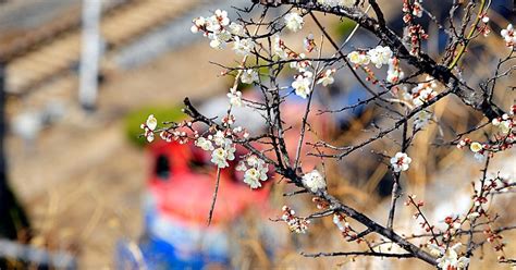 [포토친구] 봄 꽃놀이