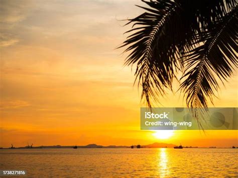 일몰 일출 바다 여름 잎 야자수 그림자 배경 오렌지 하늘 구름 저녁 아름다운 풍경 금색 빛 새벽 맑음 흐림 열대 맑은 수평선 깨끗한 진정 물 바다 해안 자연 열대 0명에