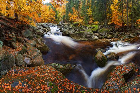 가을 숲 자연입니다 나무의 가지에 안개와 다채로운 숲에서 생생한 아침 햇빛이 있는 자연의 풍경 늦은 가을에 동화 삼림 산 강 인도 여름 적용 0명에 대한 스톡 사진 및 기타