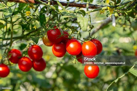 잘 익은 빨간 토마토는 정원에서 토마토 나무에 매달려있다 토마토 채소에 대한 스톡 사진 및 기타 이미지 토마토 채소 체리 토마토 나무 Istock
