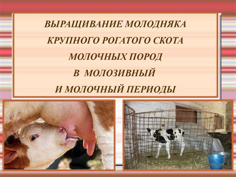 Выращивание молодняка крупного рогатого скота молочных пород в молозивный и молочный периоды
