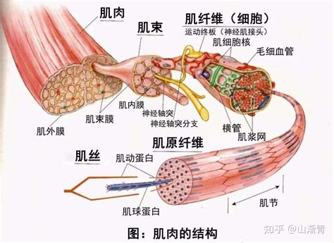 肌丝滑行过程图 图库 五毛网