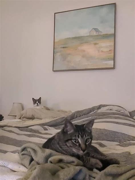 Lily Did Not Appreciate The Intruder Ranimalsbeingderps