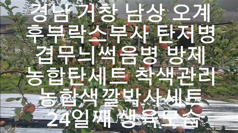 경남거창남상오계후부락스부사탄저병과겹무늬썩음병방제농합탄세트착색관리농합색깔박사세트34일째생육모습 241012토경남거창남상오계후부락스부사 농합면역플러스농합탄농합색깔박사