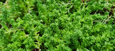 Sedum Acre Maryflower