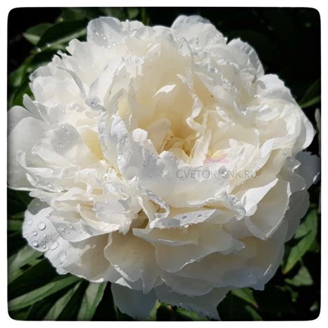 Сорт Puffed Cotton фото описание сорта купить в Украине Sunny Garden