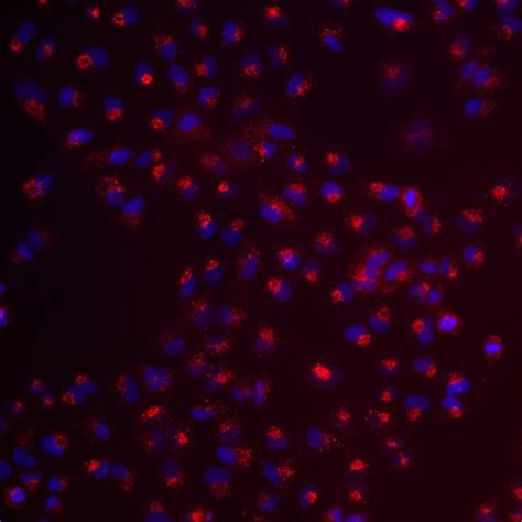 Invitrogen™ Zenon™ Phrodo™ Ifl Igg Labeling Reagents 1 2 Ml Green Human Invitrogen™ Zenon