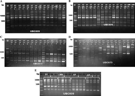 Polymorphic Intersimple Sequence Repeat Issr Marker Profiles For 44