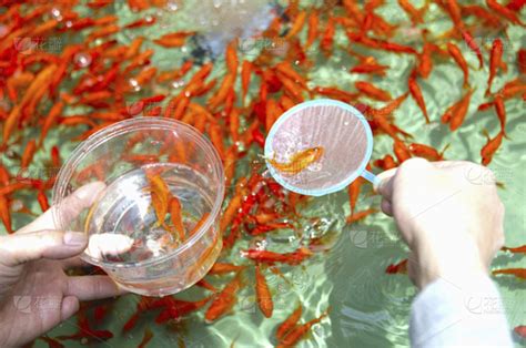 捞金鱼 无人 红色 海产 图像 夏天 水平画幅 日本 鱼类 动物