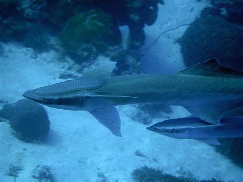 Remora