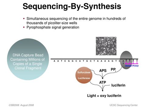 Sequencing By Synthesis