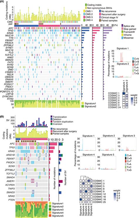 Mutational Profiles In Colorectal Cancer A Thirty Most Frequently Download Scientific