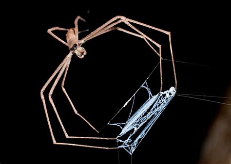 Ogre Faced Spider Description Net Casting Eyes Genera And Facts