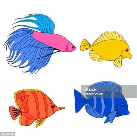색상 윤곽다른 열대 어류의 세트 물고기 수탉 페넌트 물고기 왕실 천사 해양 거주자 벡터 컬러풀 한 윤곽 실루엣 개체 그룹에 대한 스톡 벡터 아트 및 기타 이미지 Istock