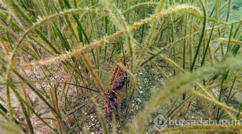 İzmit Körfezindeki Deniz çayırları Görüntülendi Foto Galerisi