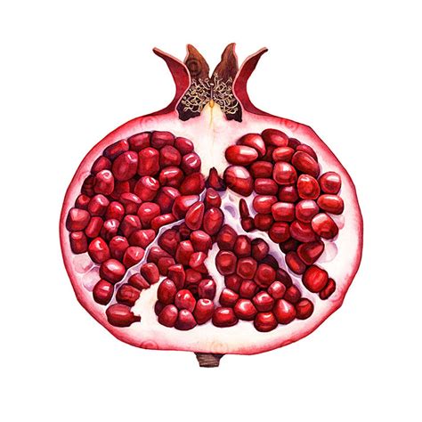 Pomegranate Realistic Drawings At Jack Waller Blog