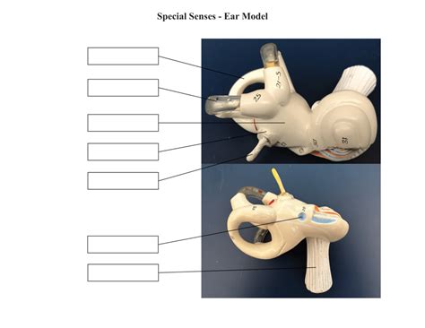 Special Senses Ear Model Diagram Quizlet