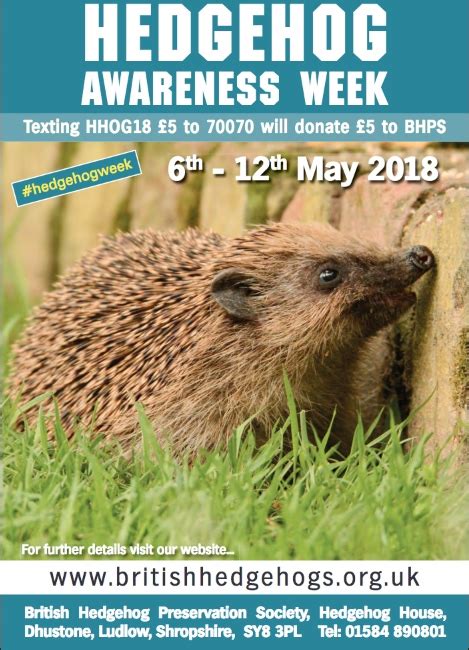 Wild And Wonderful Hedgehogs In The Garden