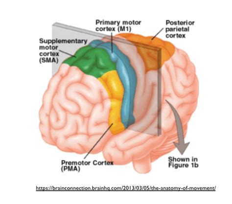 Diagram Of Motor Control Other Brain Regions Involved Quizlet