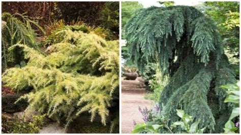 Different Types Of Cedar Trees Their Identifying Features