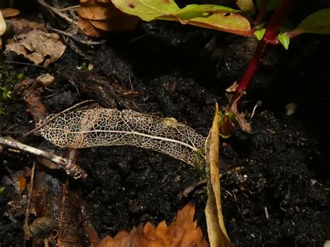 My First Macro Rpics