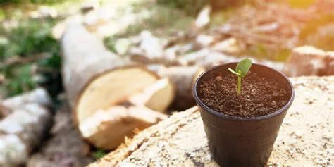 Carrolls Csr Pyramid Model Explained Plus Example Toolshero