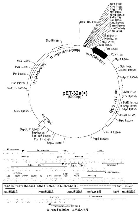 Recombinant Human Collagen And Production Method Thereof Eureka Patsnap