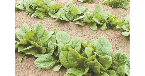 Есенният спанак да се сее сега Български Фермер