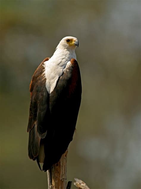 South African Birds Of Prey