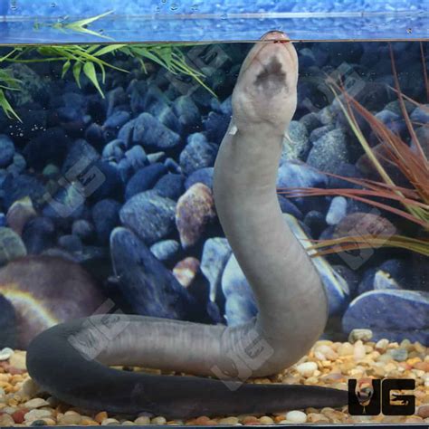 Three Toed Amphiuma Amphiuma Tridactylum For Sale Underground Reptiles