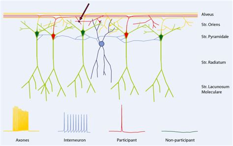 9 Generation Of Sharp Wave Ripple Complexes R D Traub Working Download Scientific Diagram