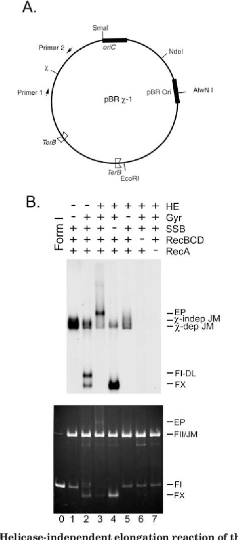 Figure 1 From A Dynamic Reca Filament Permits Dna Polymerase Catalyzed
