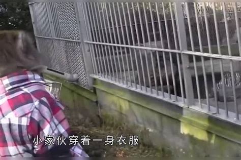 猴子和棕熊隔笼相望小猴子的动作太人性化棕熊成精了 棕熊 人性化 动作